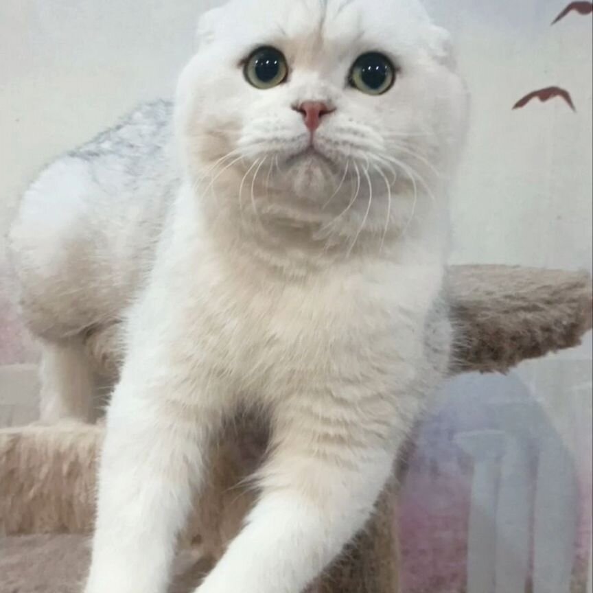 Шотландский вислоухий кот