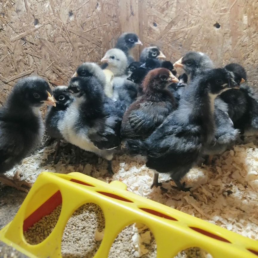 Цыпленок порода микс