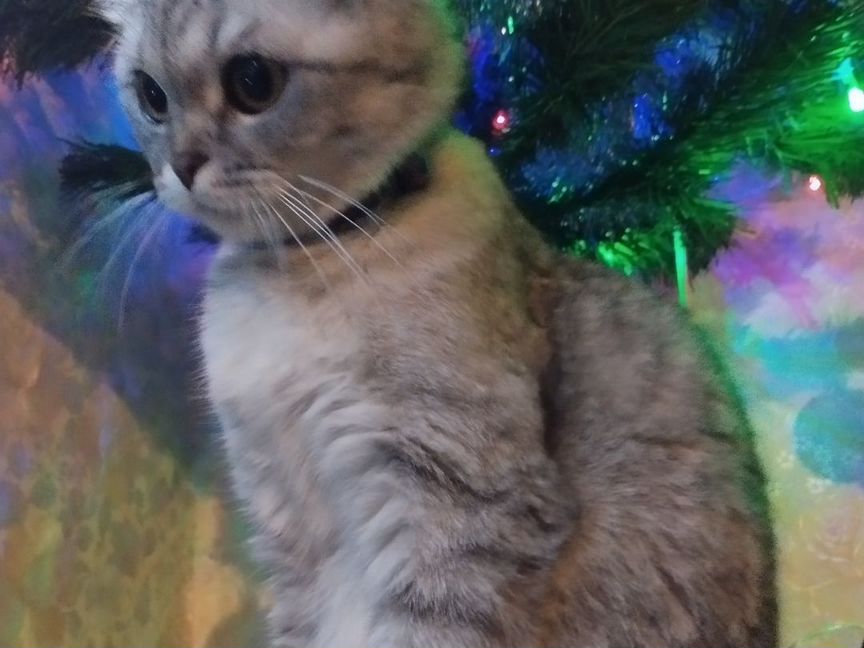 Передам в добрые руки