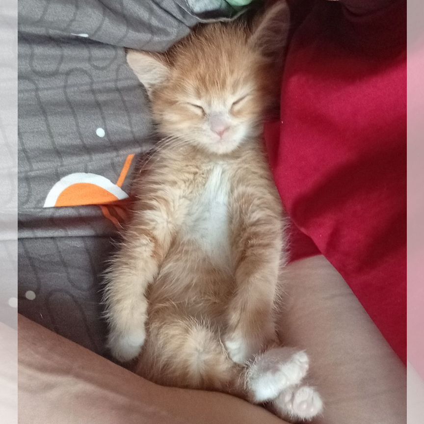 Котёнок в добрые руки