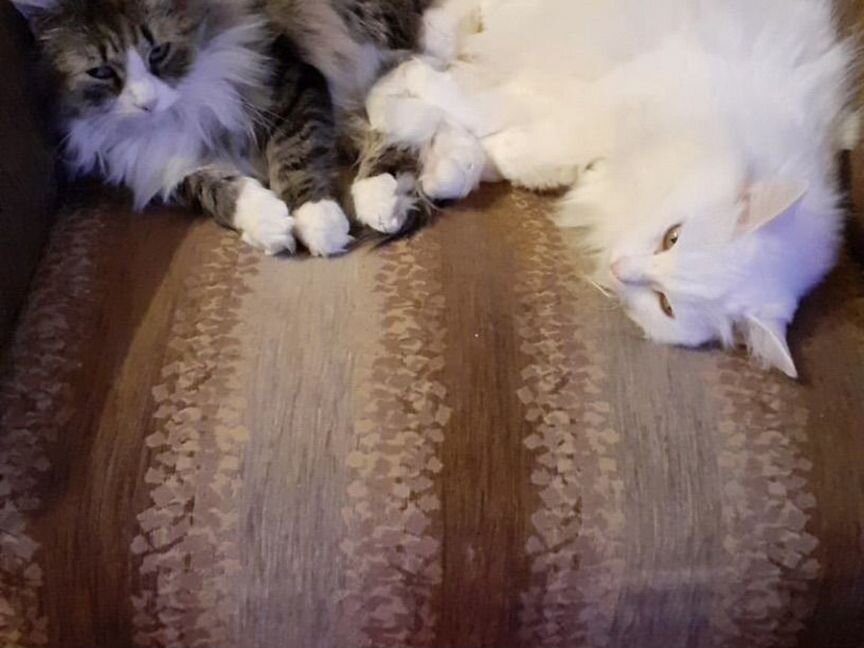 Отдадим в добрые руки двух домашних кошек