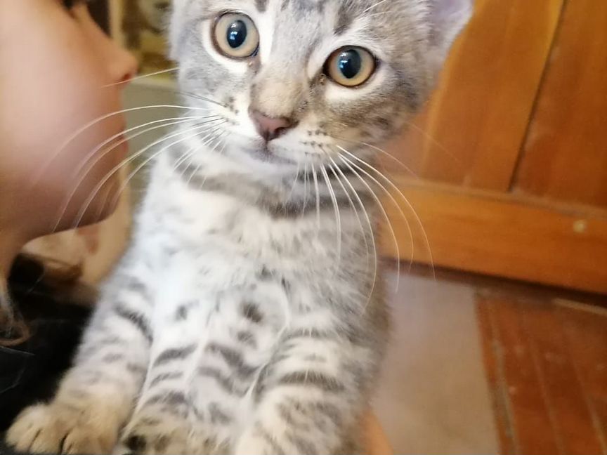 Миша и Проша серые котята-мальчик. В дар