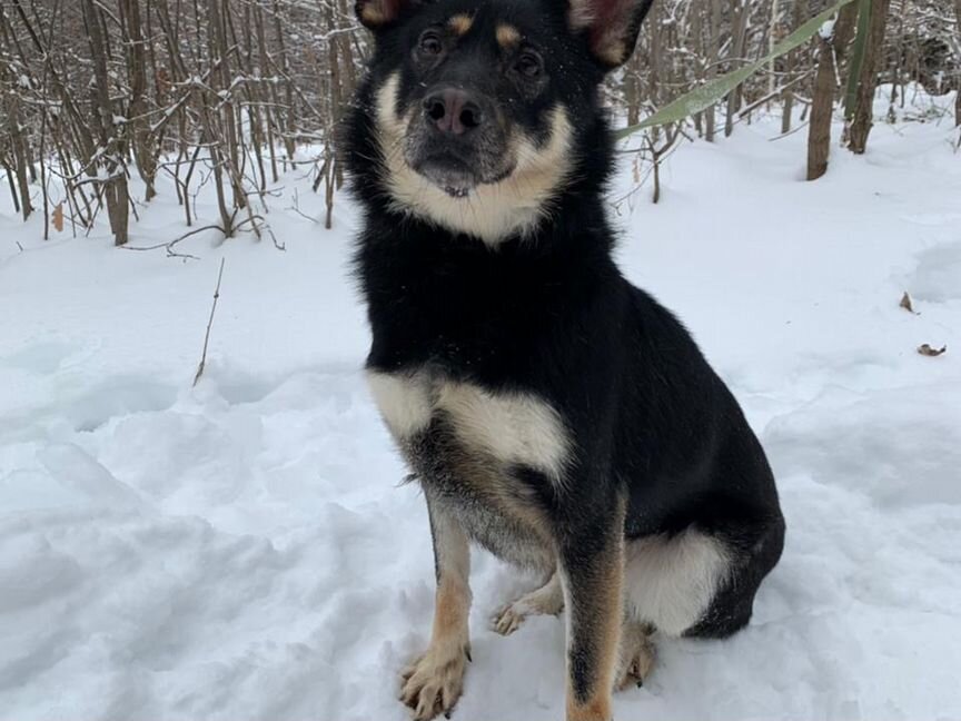 Собака в добрые руки