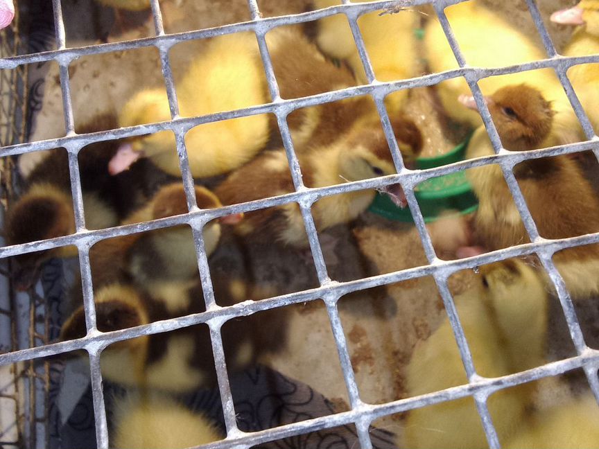 Мускусные утята