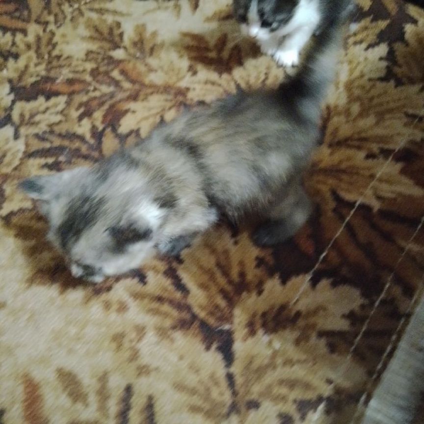 Котята