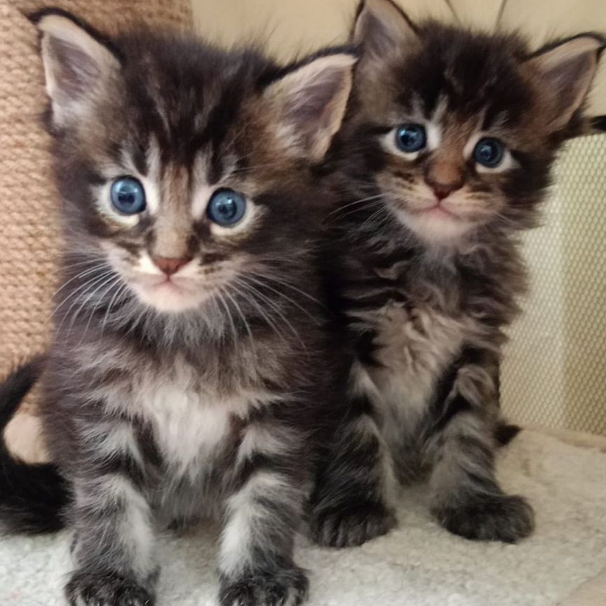 Котята мейн-кун