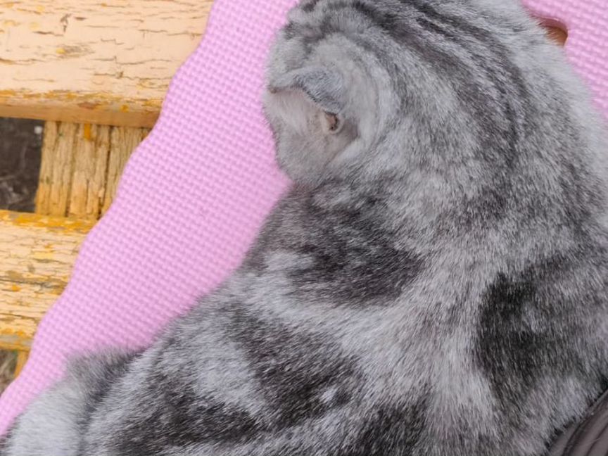 Кот