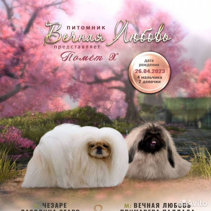 Пекинеса щенки