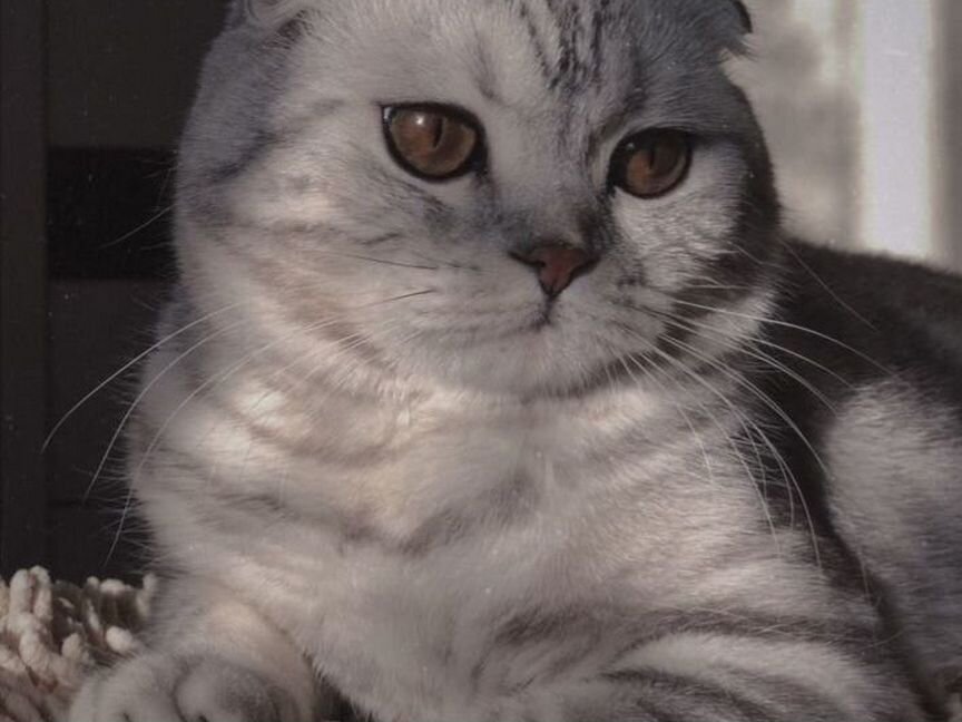 Вязка