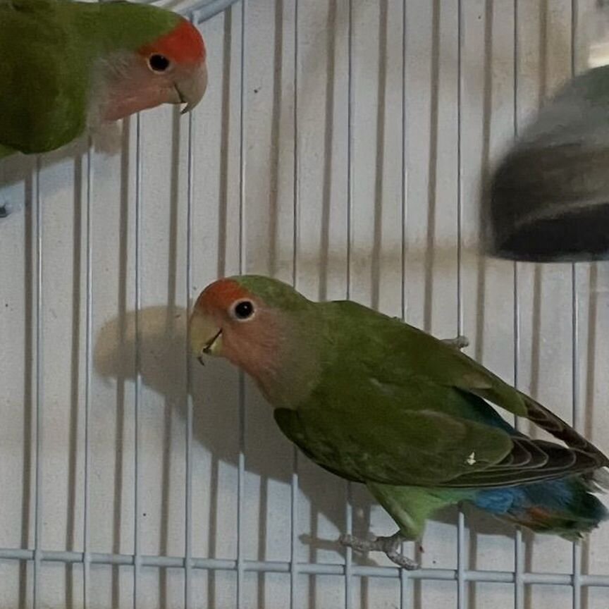 Попугаи неразлучники. В отвественные руки