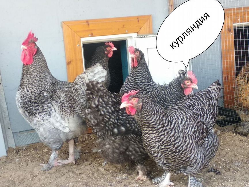 Инкубационное яйцо породистых кур