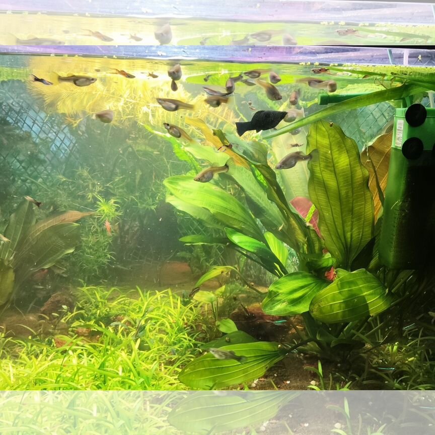 Гуппи в добрые руки