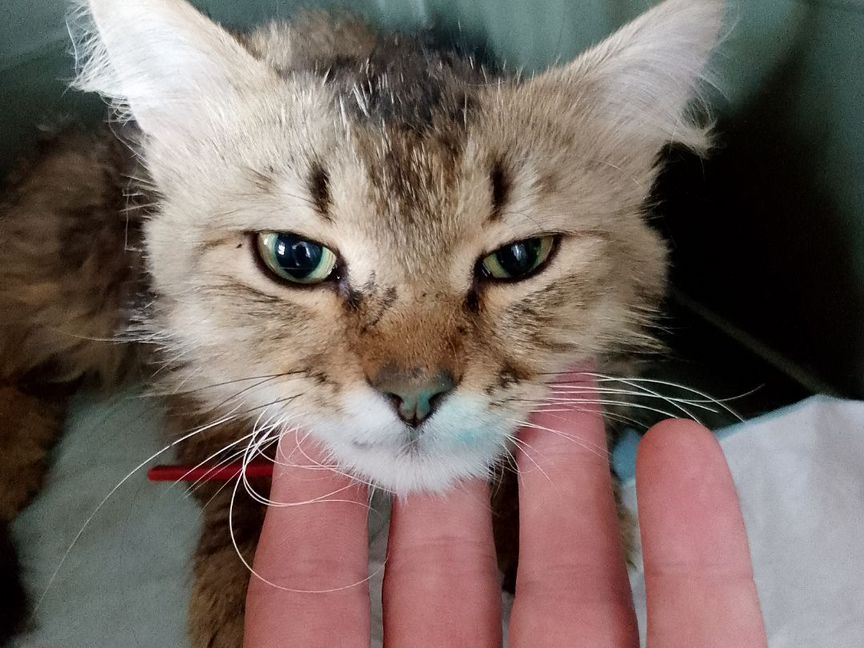 Найден кот с ошейником