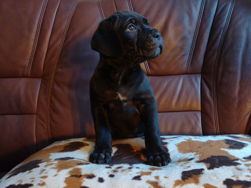 Высокопородные щенки