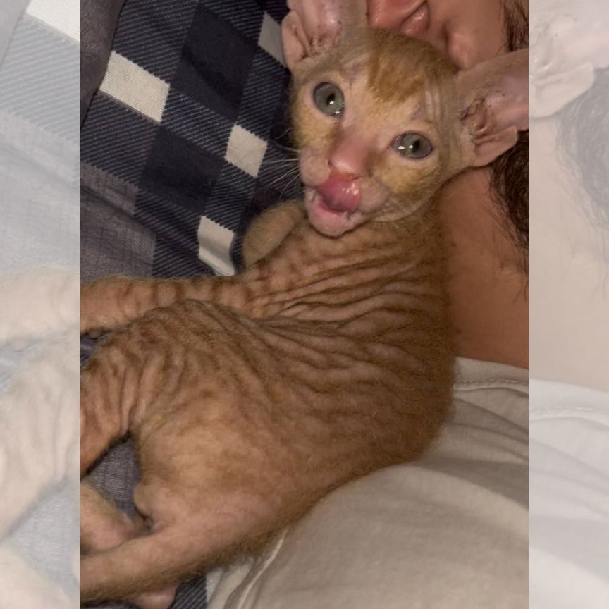 Донской сфинкс котёнок