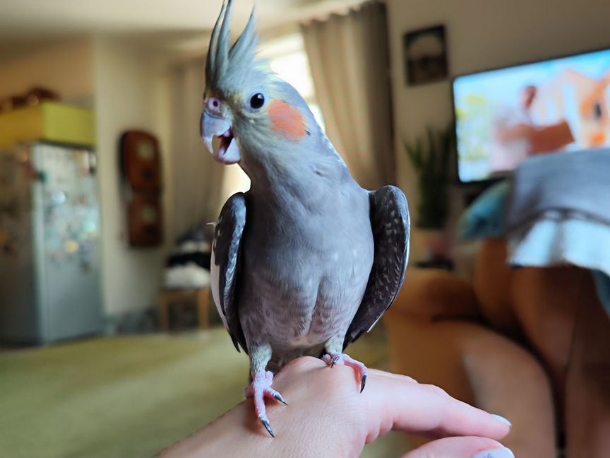 Попугай Корелла девочка бесплатно бронь