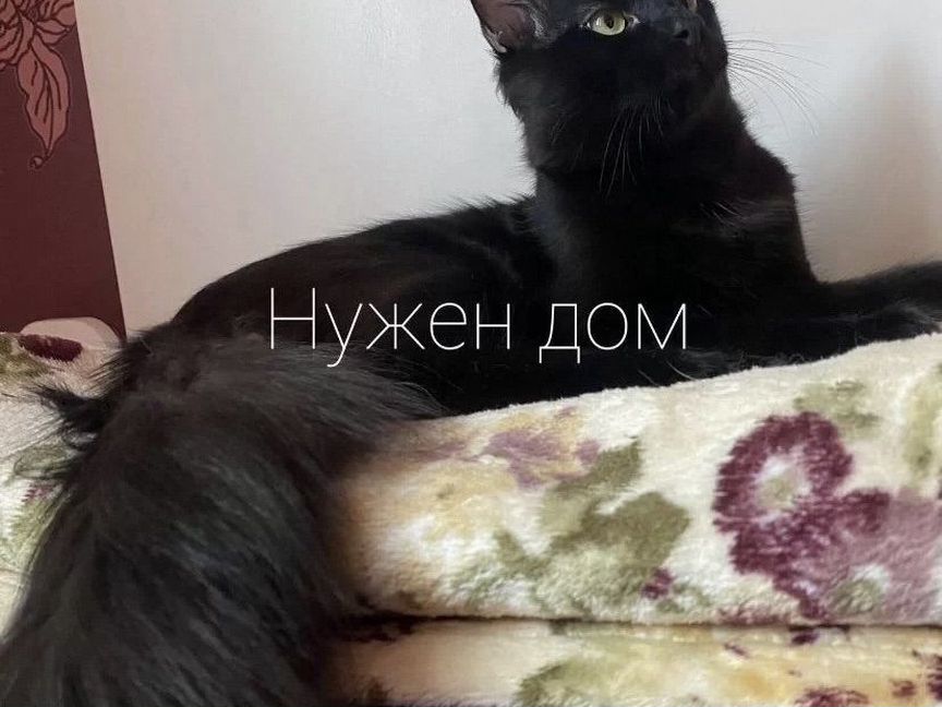 Черный котенок спасенный в добрые руки
