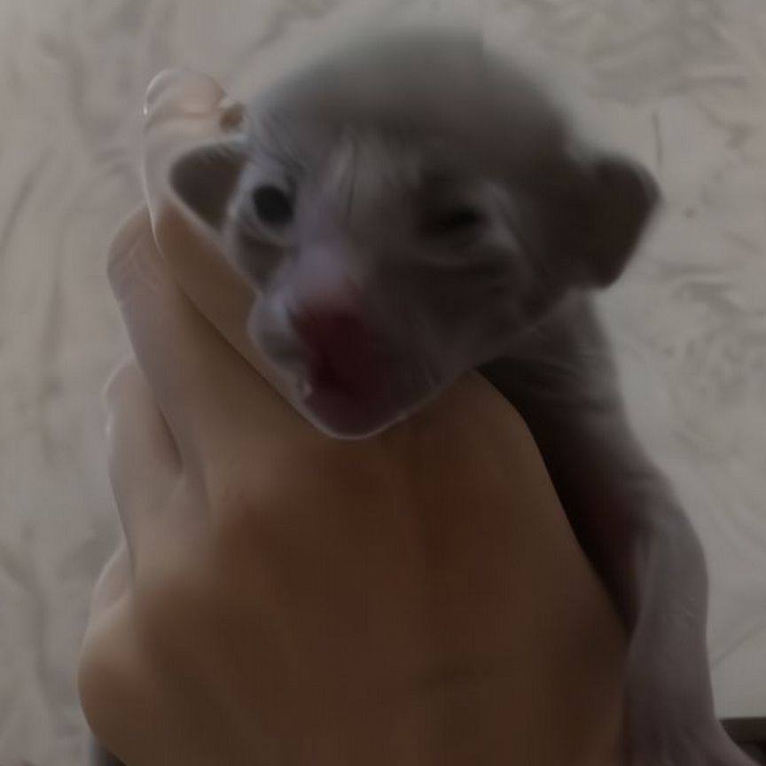 Ориентальный котёнок