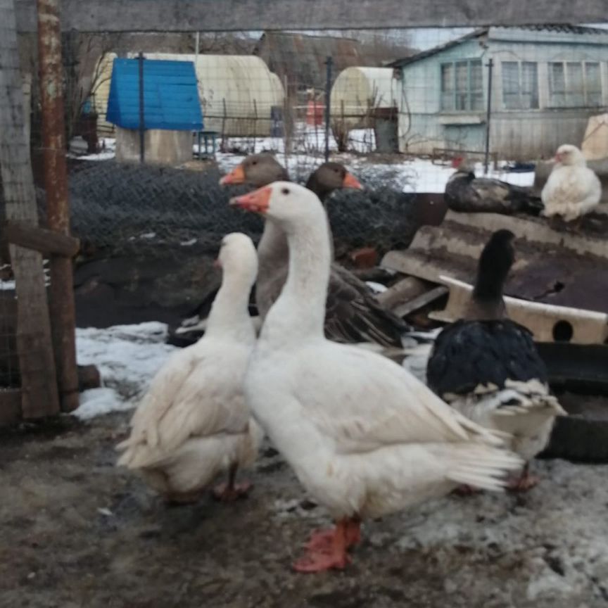 Гуси