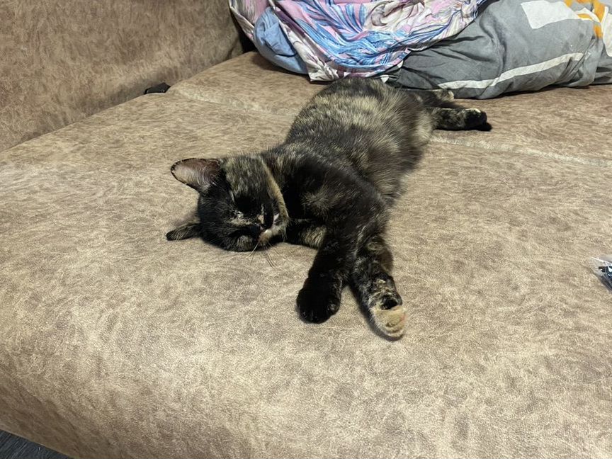 Кошка