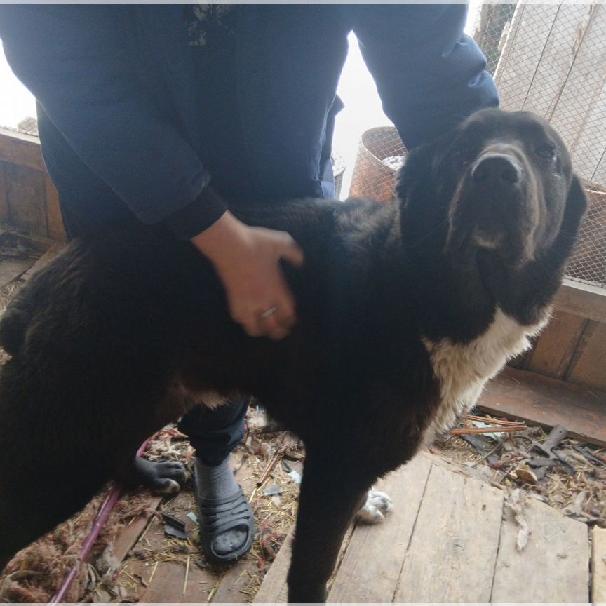 Среднеазиатская овчарка, щенок