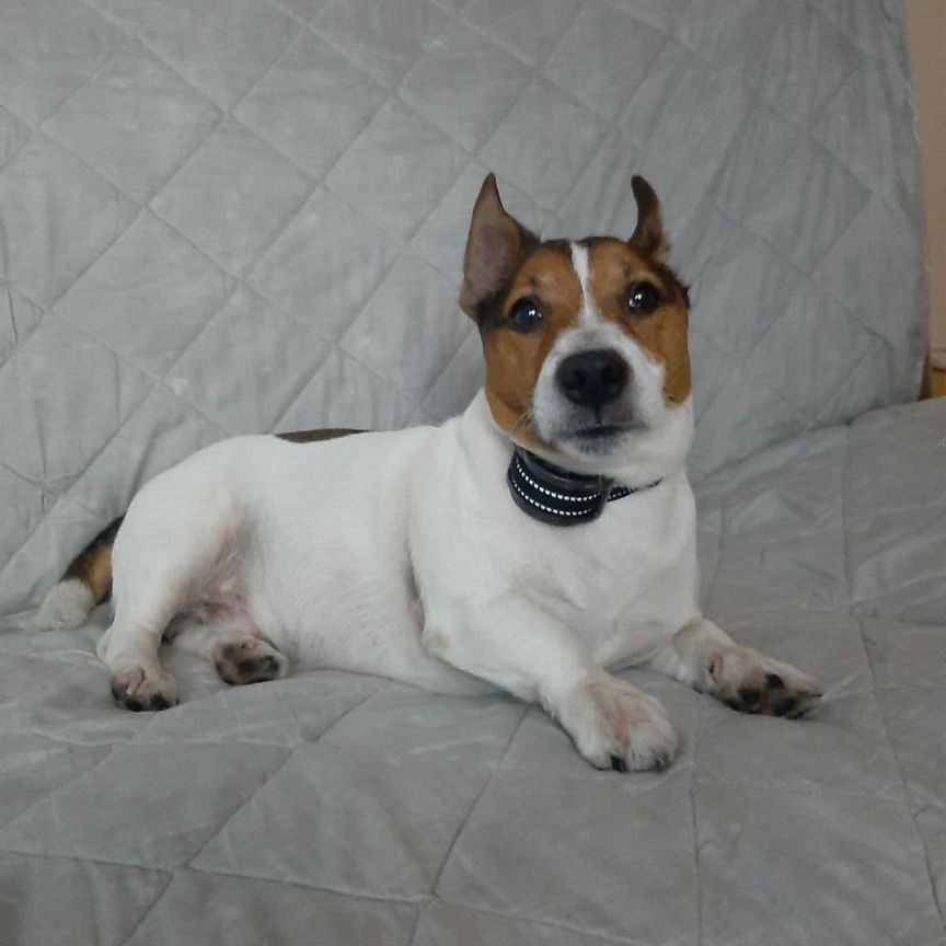 Джек рассел терьер