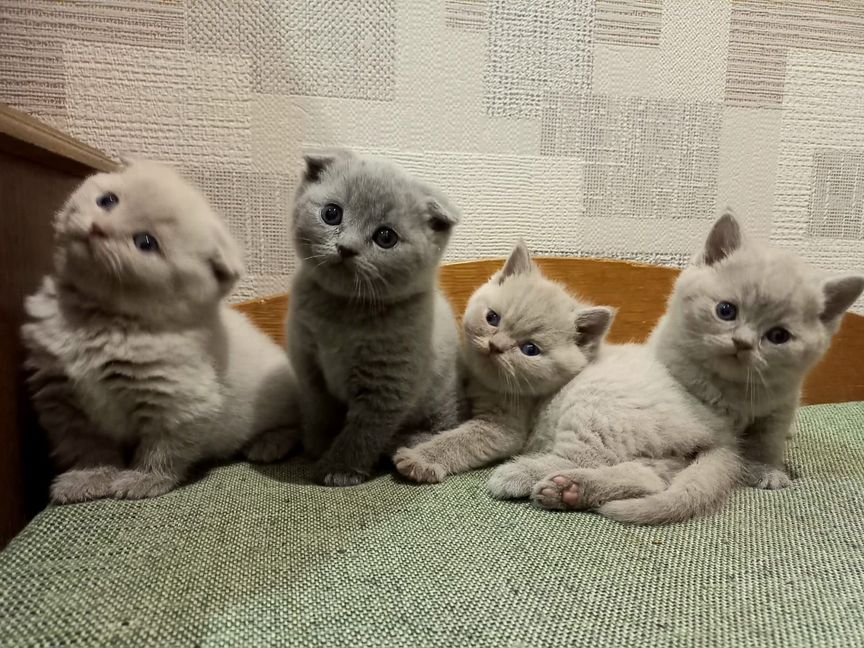Шотландские вислоухие котята