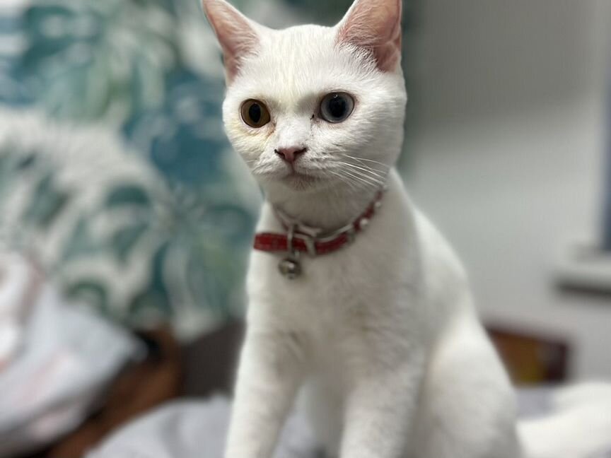 Кошка в добрые руки