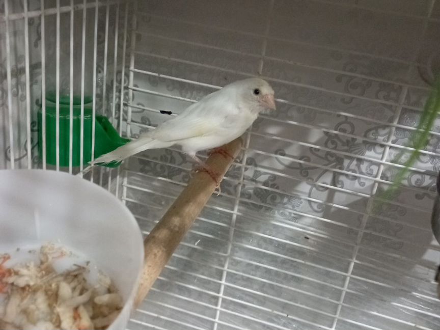 Кенара и канарейки