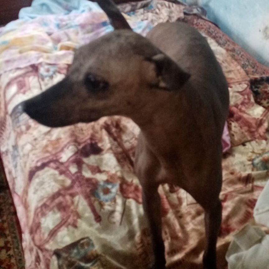 Ксолоицкуинтли