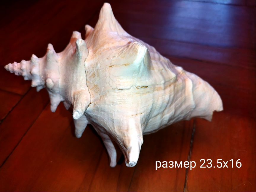 Морская Ракушка 23.5х16