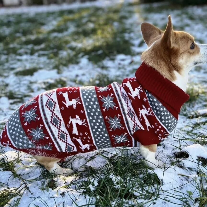 Одежда для собак