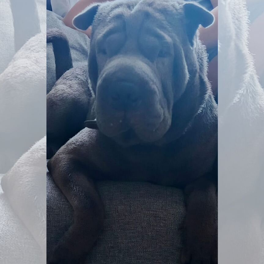 Шарпей, взрослая собака