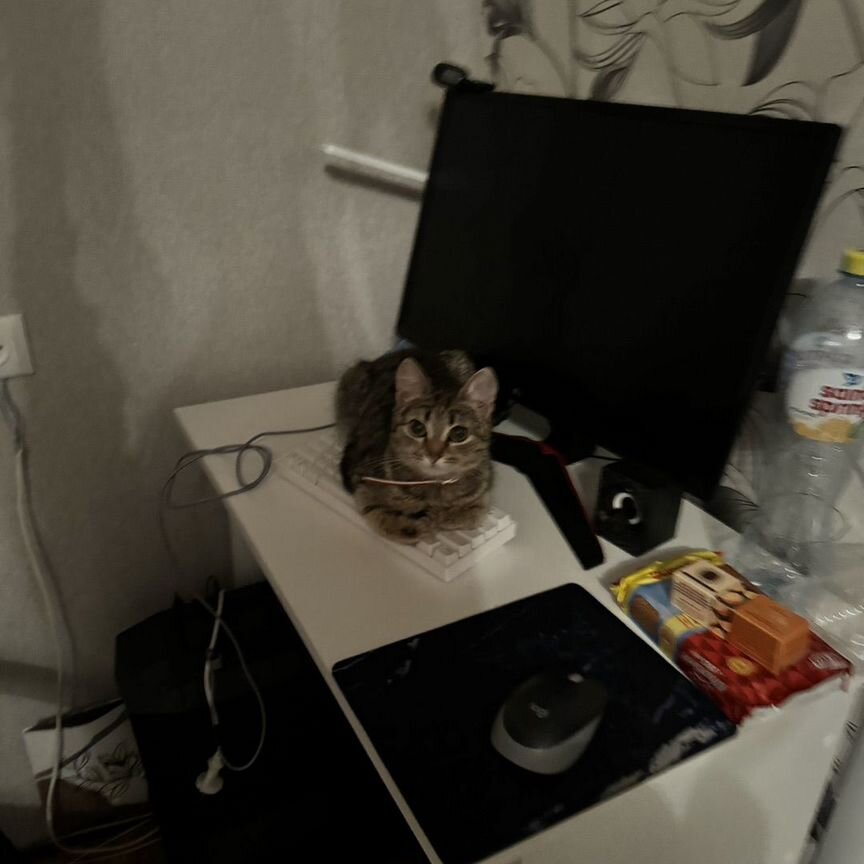 Кошечка в добрые руки