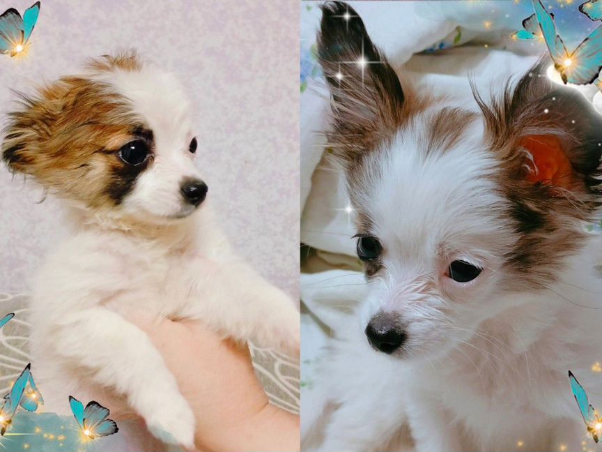 Продам щенка