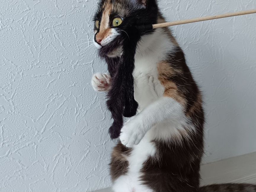 Кошечка 7 месяцев