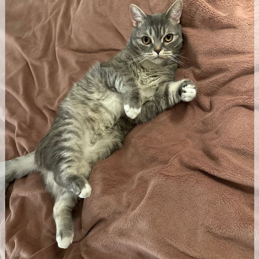 Шотландский вислоухий короткошёрстный, взрослый кот