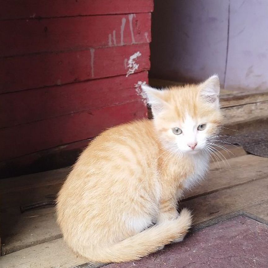 Котята в добрые руки приучены к лотку