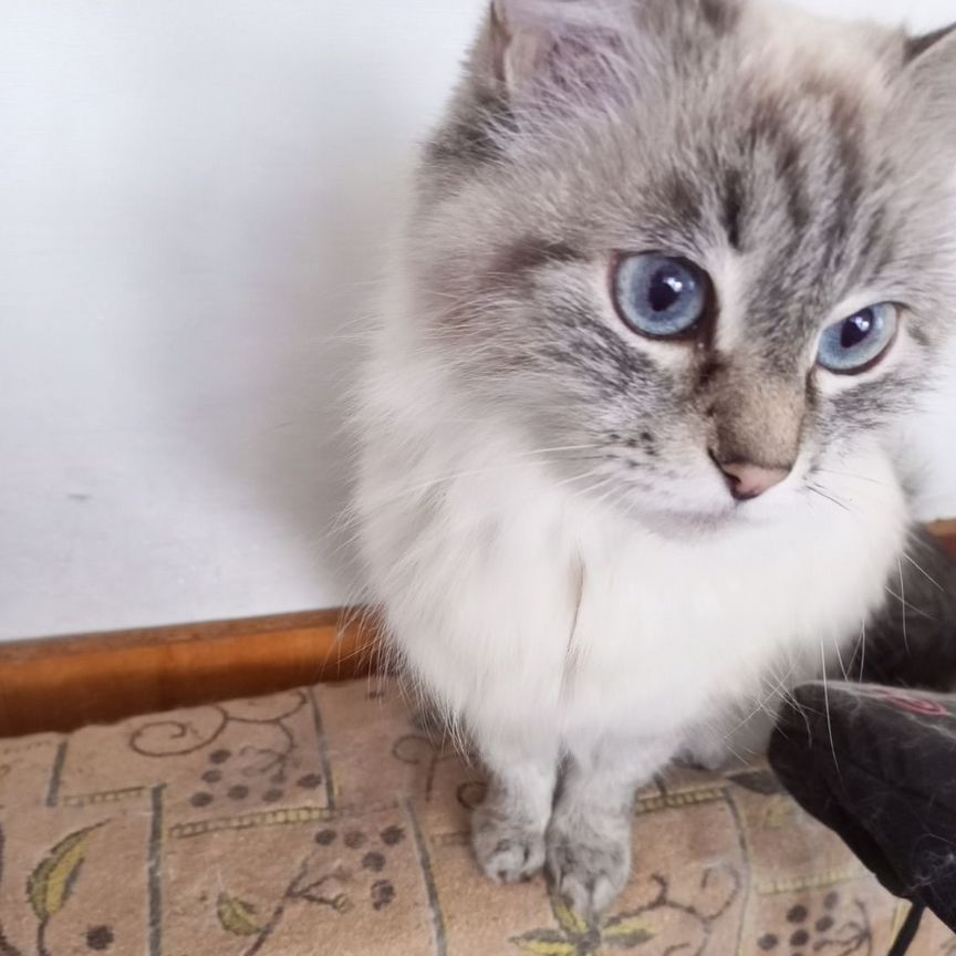 Невская маскарадная, взрослая кошка