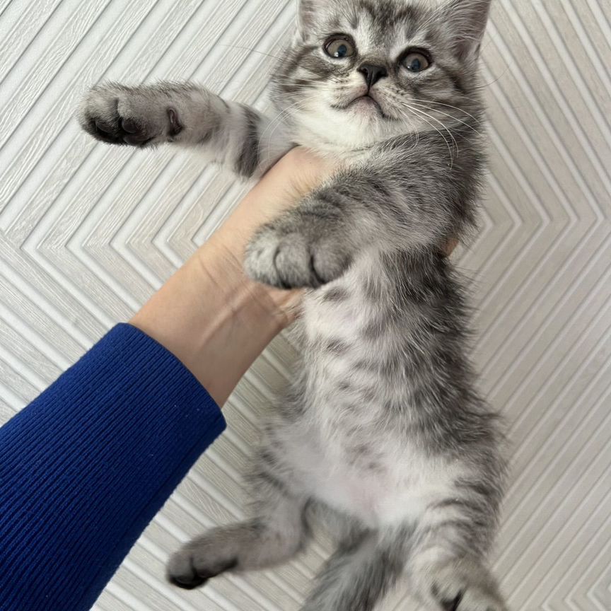 Котенок-девочка