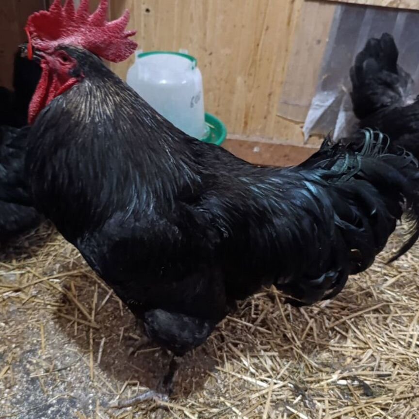 Продам петуха