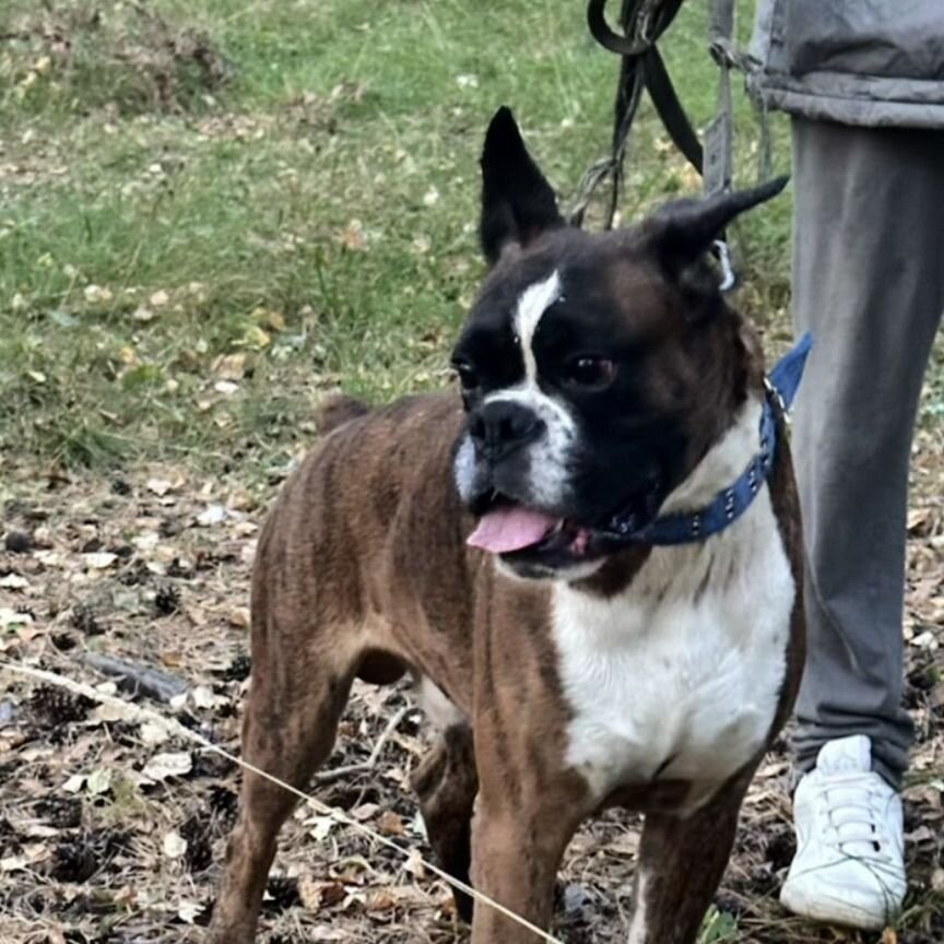 Немецкий боксер