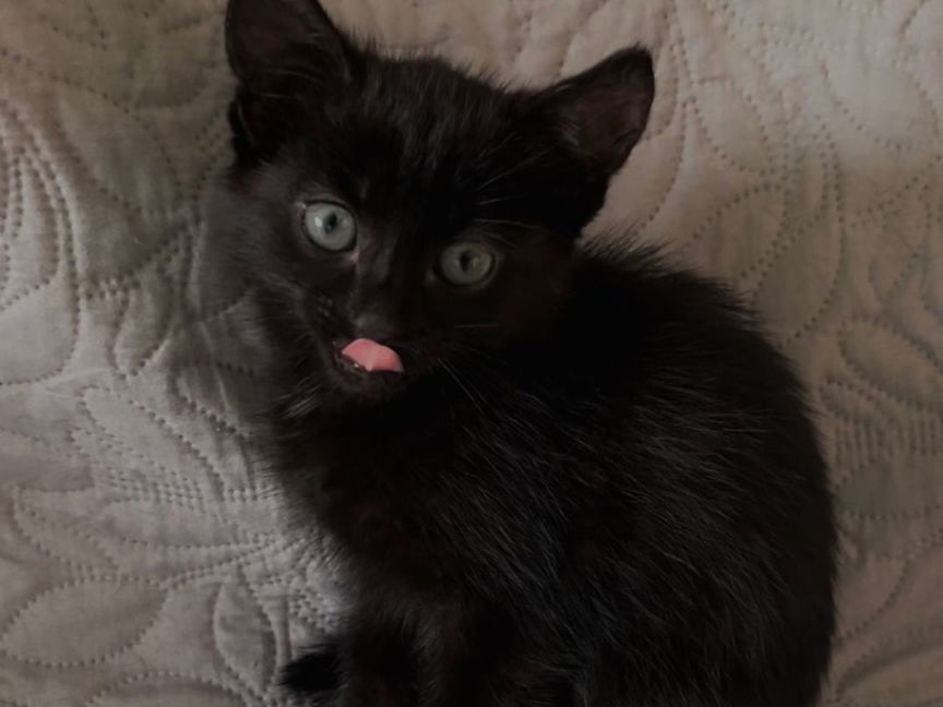 Чудесные котятки В добрые руки