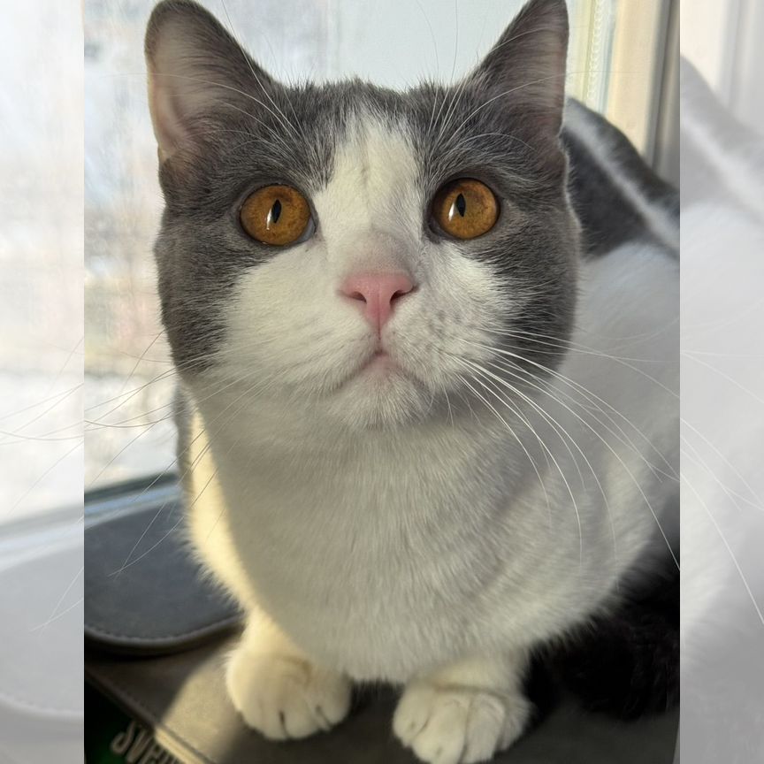 Взрослый кот от частного владельца