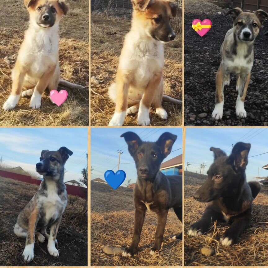 Щенок в добрые руки