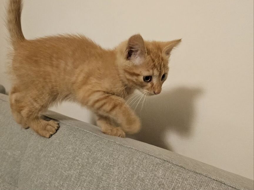 Кот рыжий котёнок