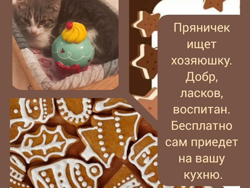 Котик Пряничек ищет хозяюшку