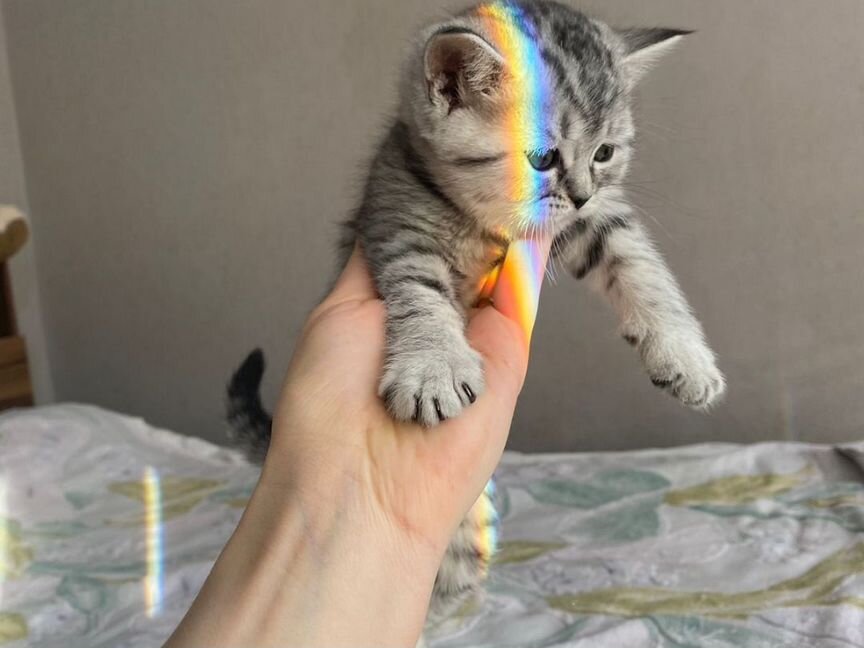 Шотландские котята