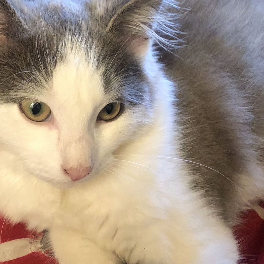 Котёнок Пыжик мальчик