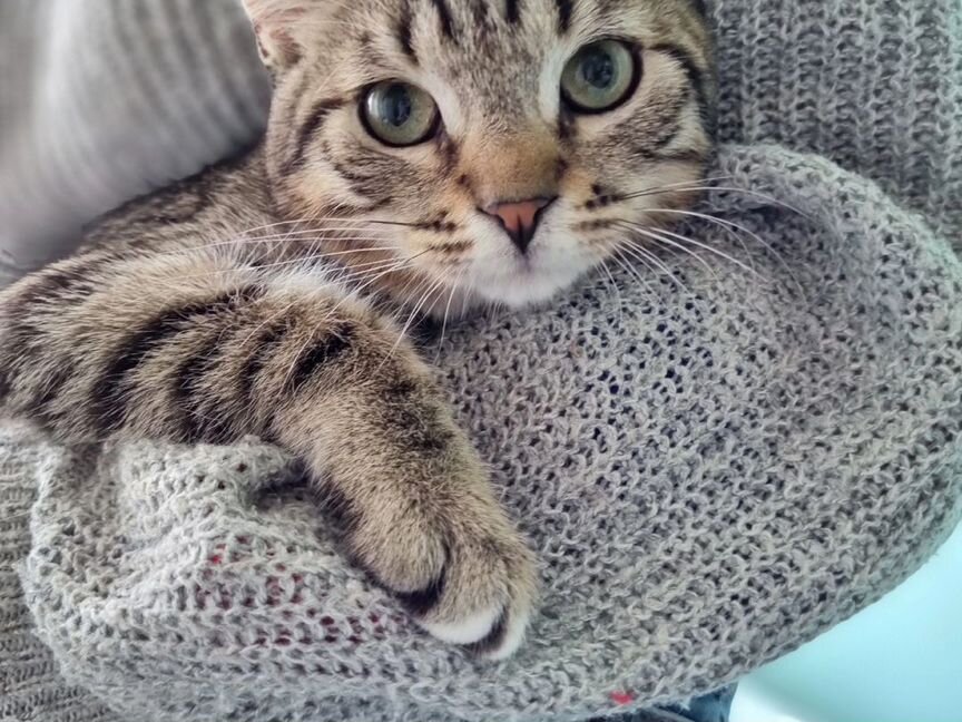 Котенок компанейский друг в семью с котом